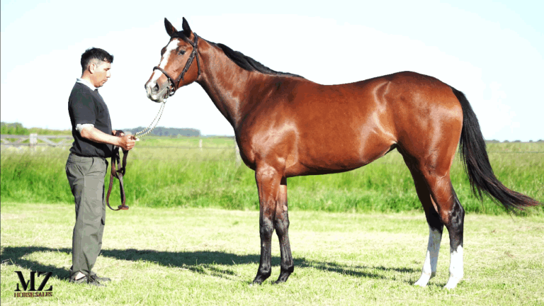 LOTE 05 – ANNA CHUCK | Martin Zubeldia